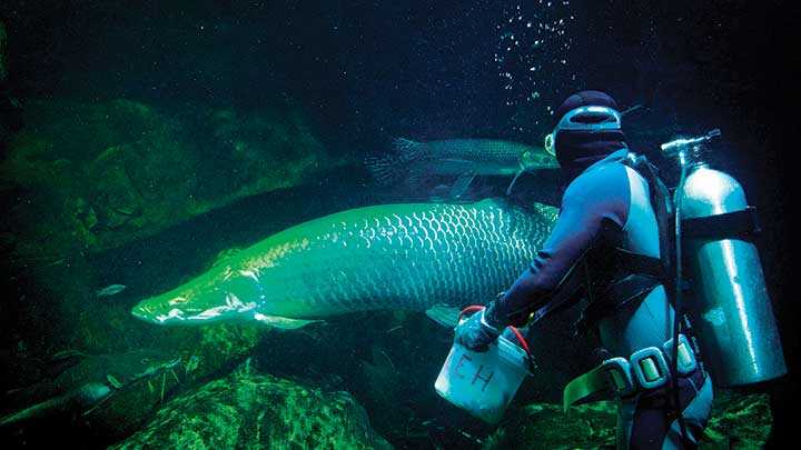 Dev nehir canavarı İstanbul Akvaryum da - Son Dakika Doğa Hayvan ...