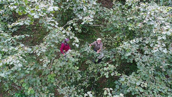 Araplar, Ordu'dan 11 dönüm fındık bahçesi satın aldı - Son Dakika ...