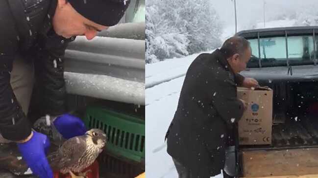 Dünyanın en hızlı uçan kuşu, Trabzon da yaralı halde bulundu - Haberler ...